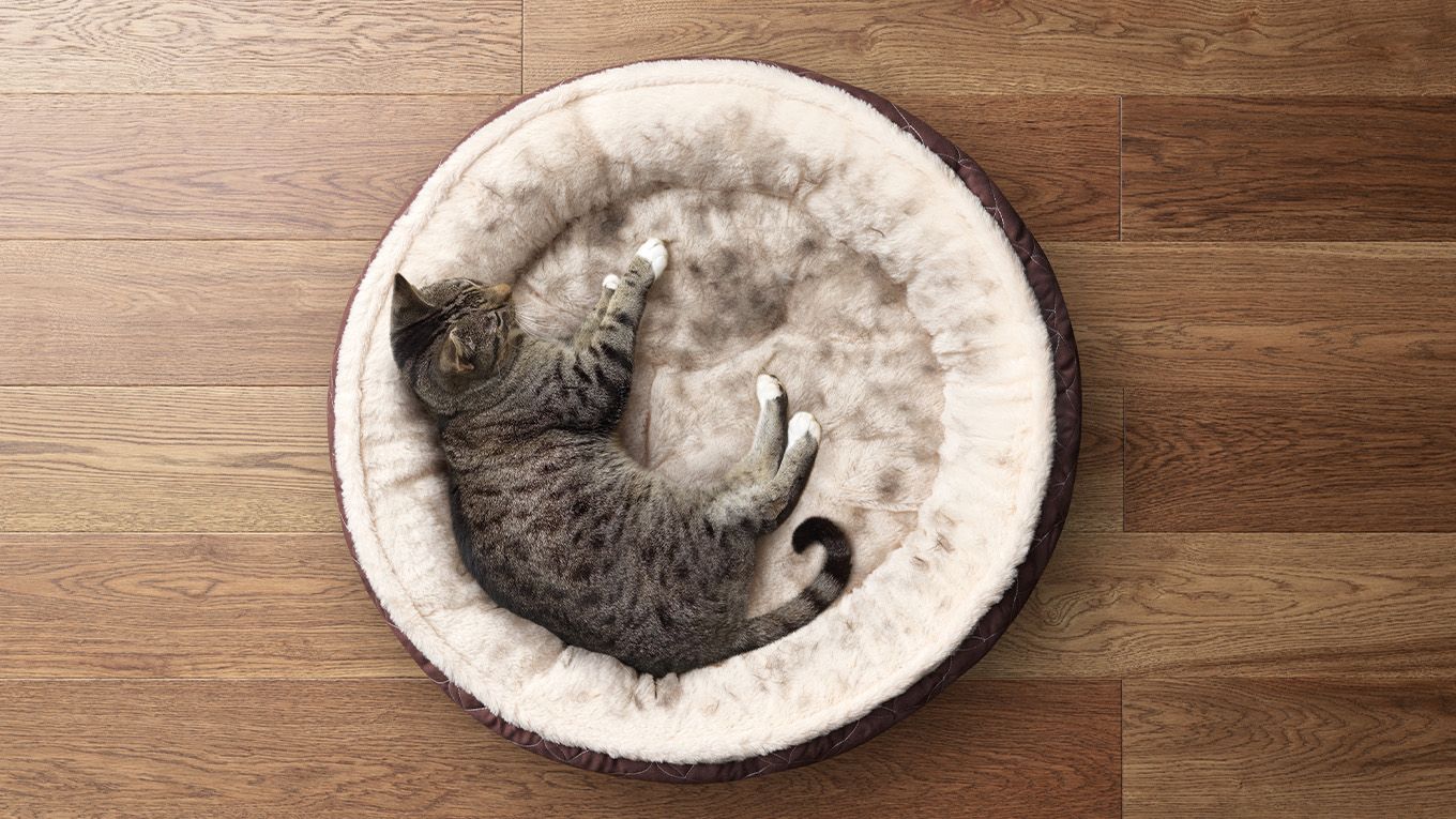 Allergie poil de chat : nos 8 conseils | Dyson.fr