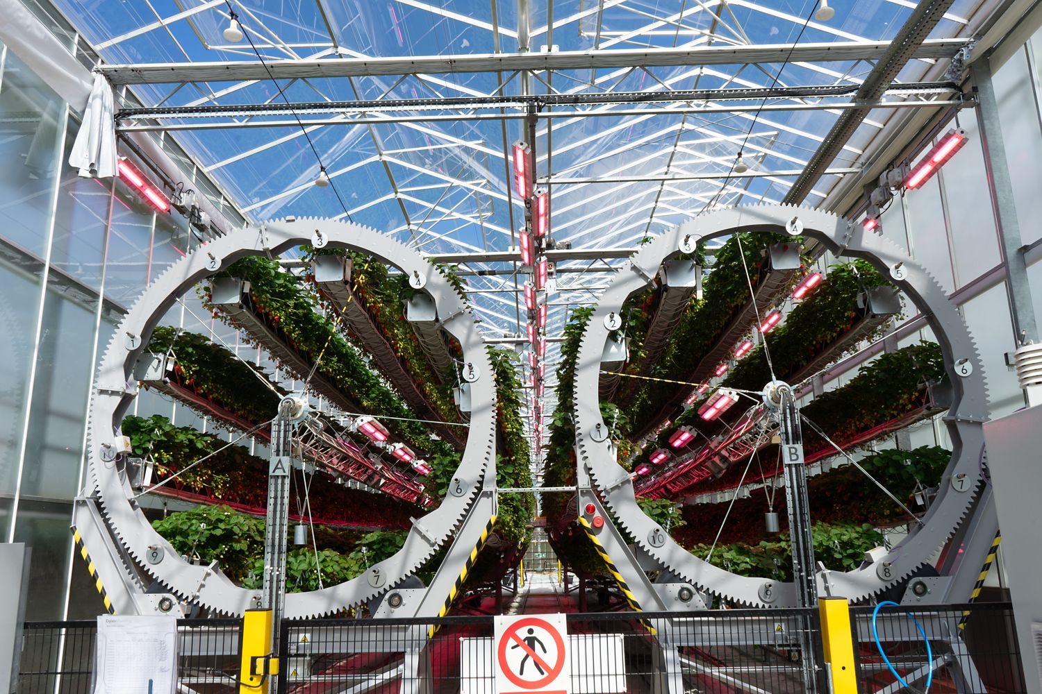 Dyson engineers boost strawberry yields by 250% in technology breakthrough