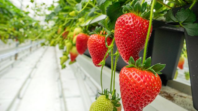 Farming the Dyson way