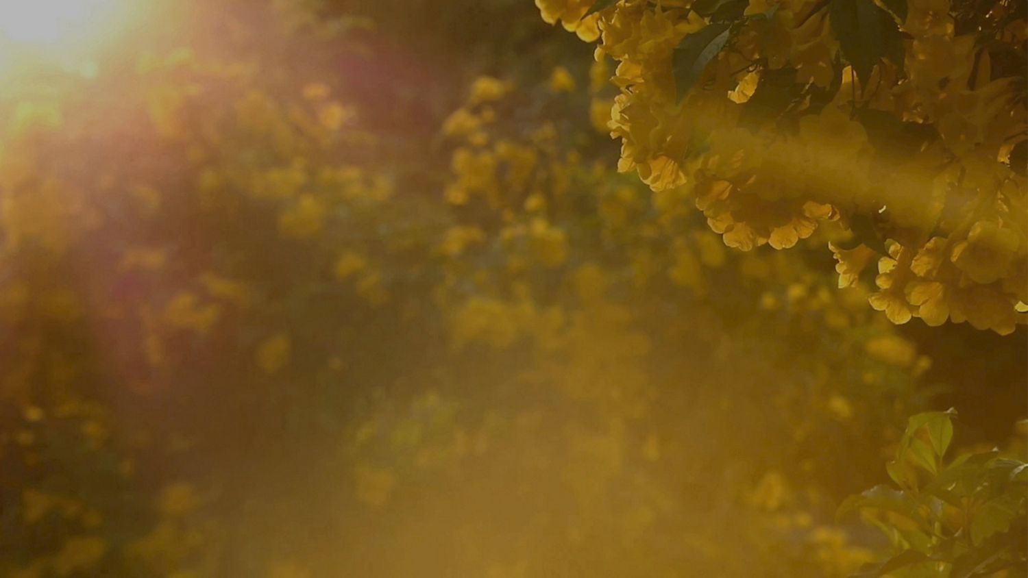 Saison des allergies | Dyson.fr