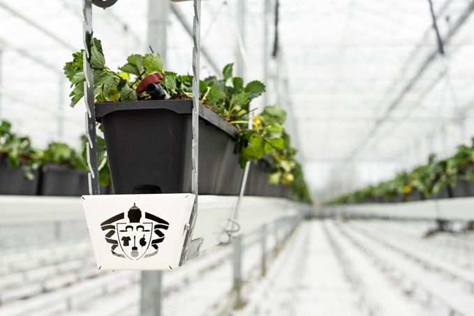 Dyson | Dyson Farming produces its first sustainable, technology ...