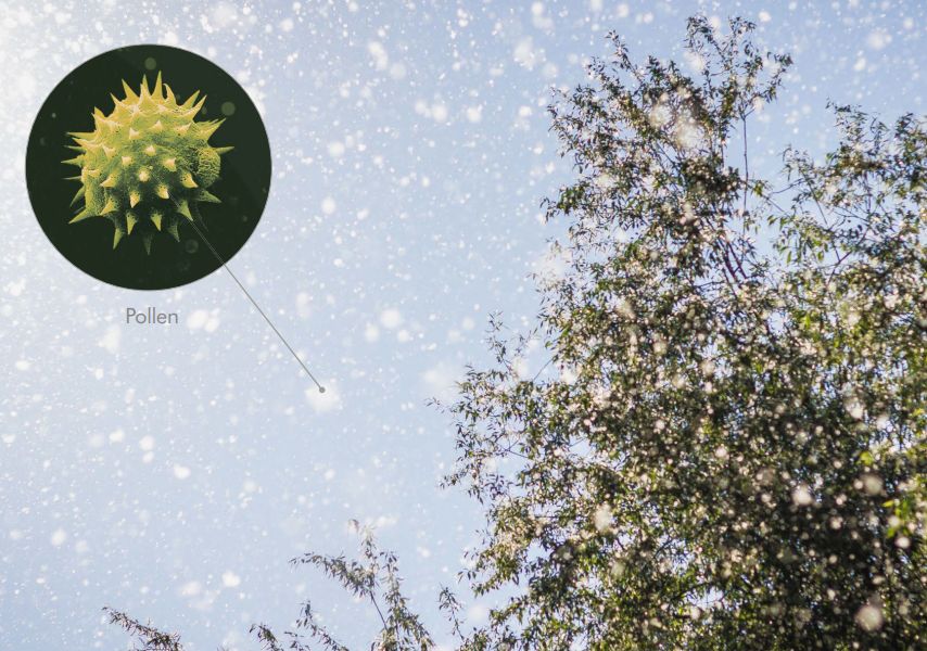 Why air purification in the workplace is important this allergy season ...