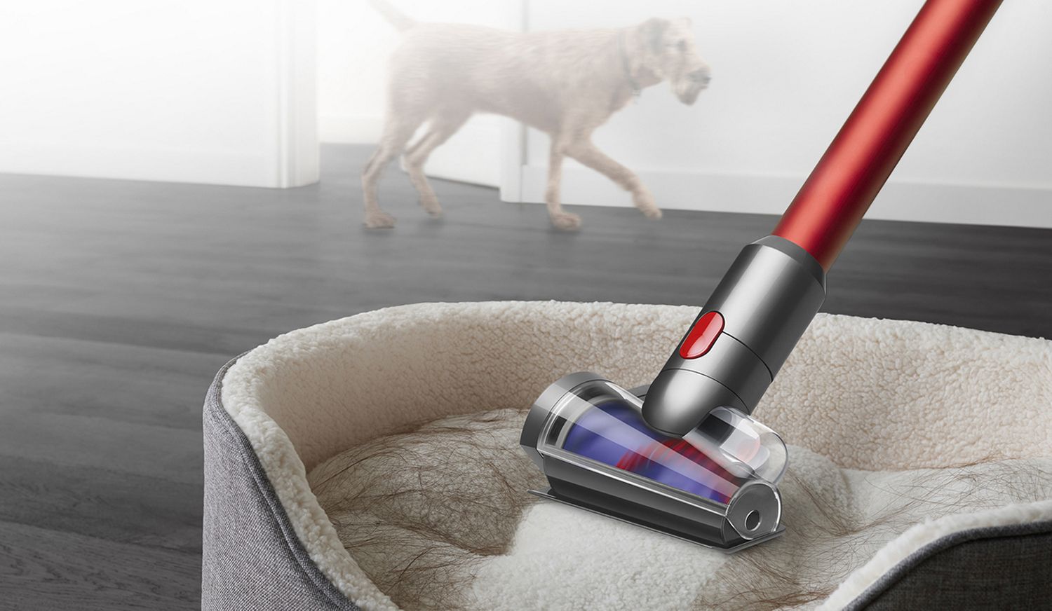 Dyson Outsize+ cordless vacuum cleaner red/nickel | Dyson